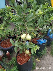 10 Jenis Pokok Renek Berbunga Sesuai Dijadikan Tanaman Pagar Rumah ...