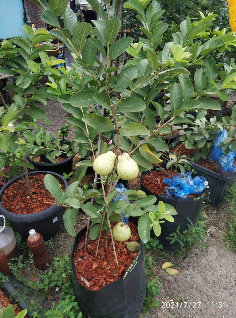 10 Jenis Pokok Renek Berbunga Sesuai Dijadikan Tanaman Pagar Rumah - Impiana