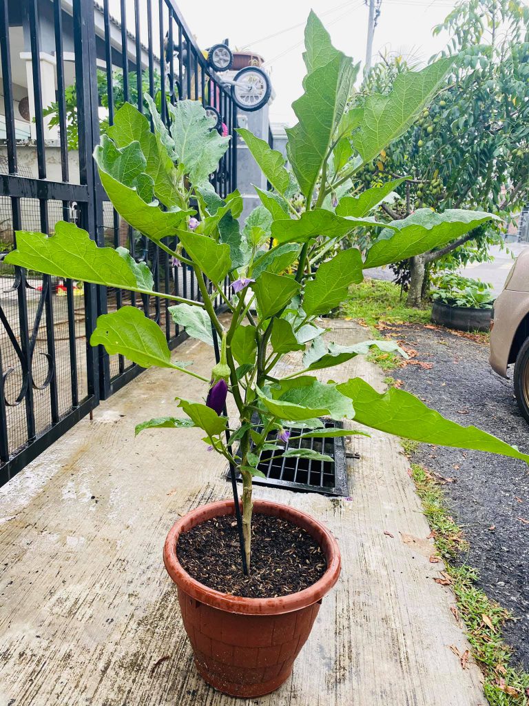 Tip Lengkap Jika Tanam Pokok Terung Dalam Pasu Supaya Subur & Berbuah ...