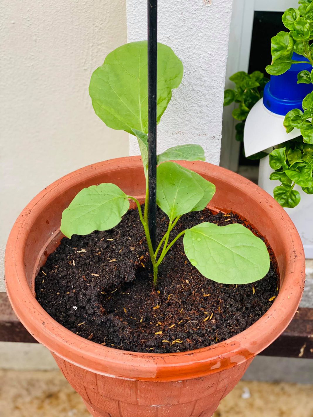 Cara Tanam Pokok Mangga Dalam Pasu & Petua Lebatkan Buahnya - Vanilla ...