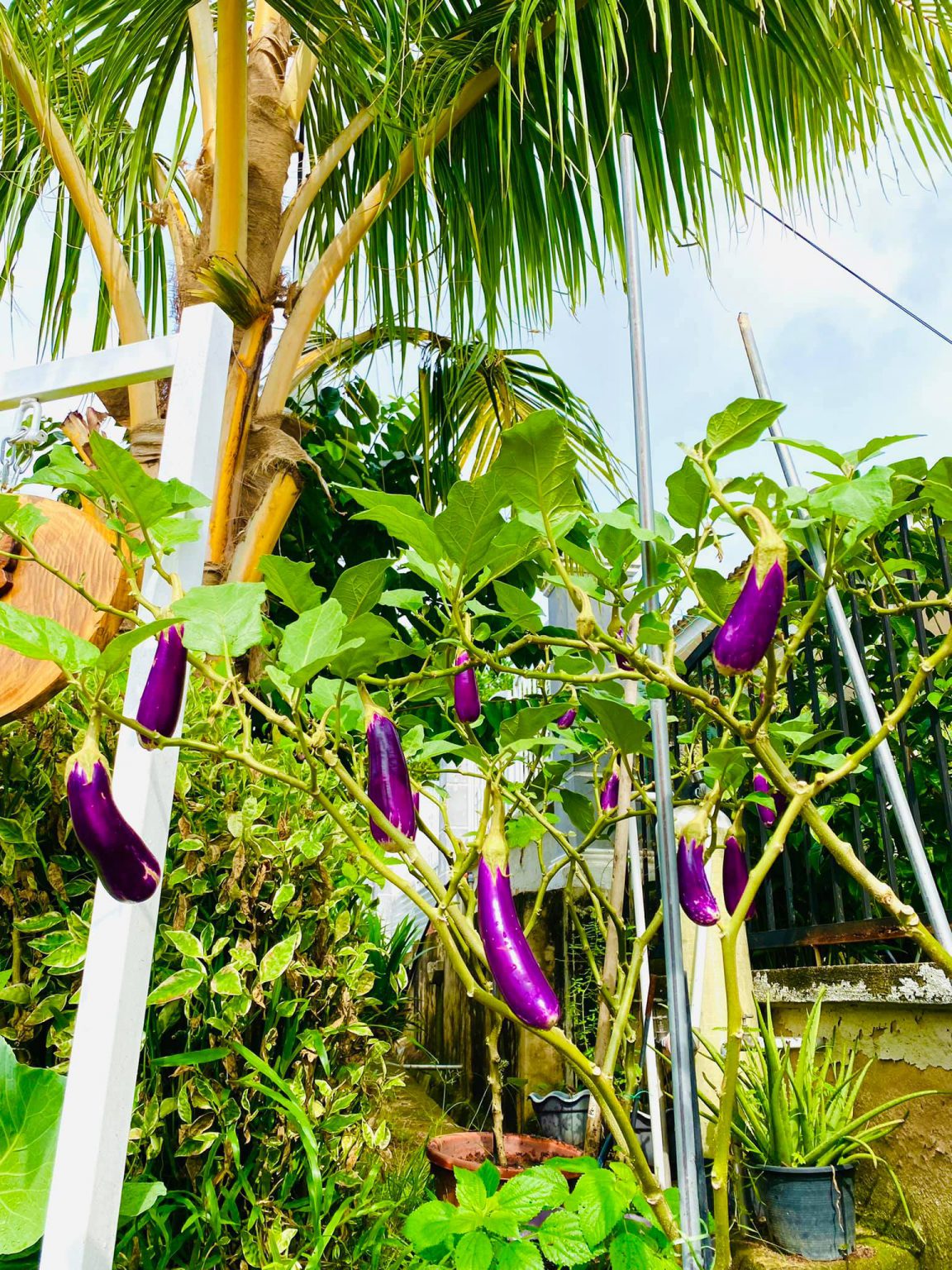 Cara Tanam Pokok Mangga Dalam Pasu & Petua Lebatkan Buahnya - Vanilla ...