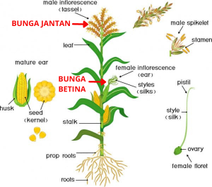 Kalau Tanam Jagung Buat Tip Ini Supaya Dapat Isi Jagung Penuh