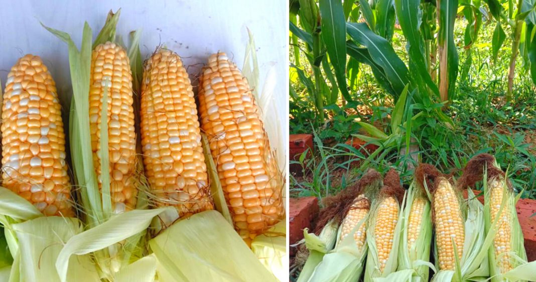 Kalau Tanam Jagung Buat Tip Ini Supaya Dapat Isi Jagung Penuh - Vanilla ...