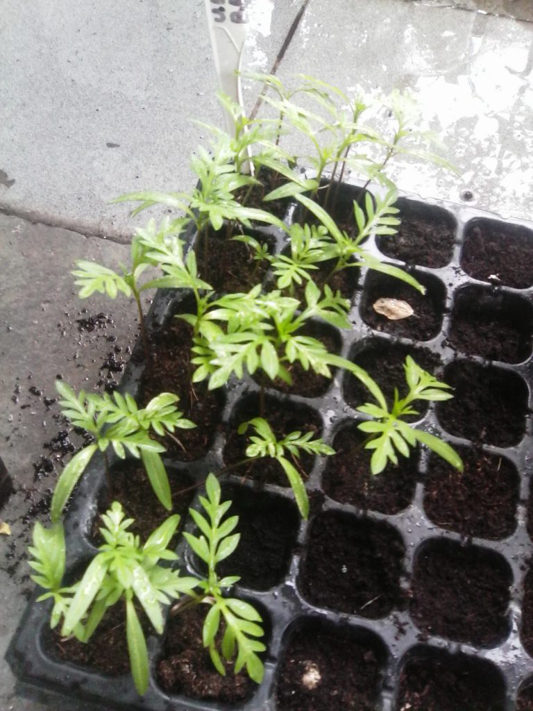 Tanam Sendiri Pokok Ulam Raja & Buat Tip Ini Supaya Daunnya Rimbun & Besar