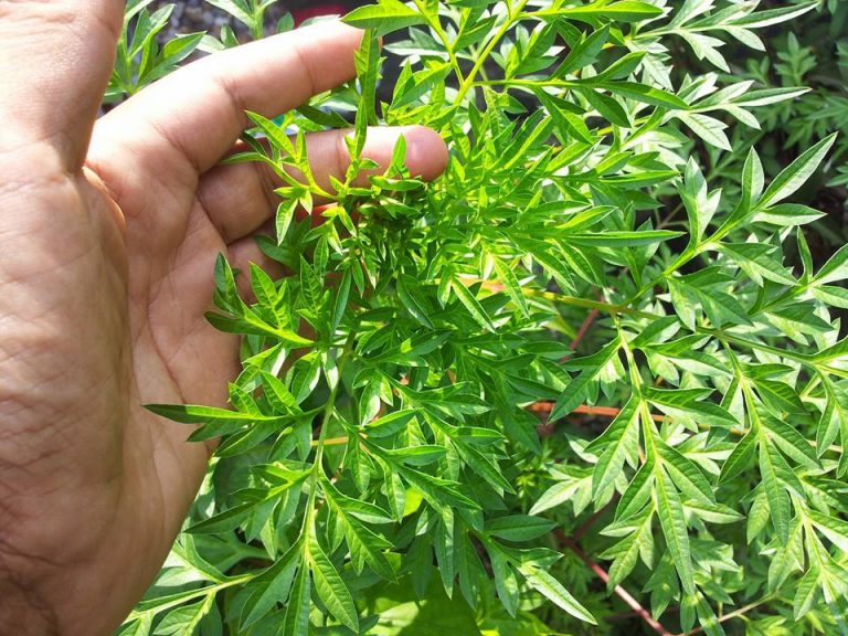 Tanam Sendiri Pokok Ulam Raja & Buat Tip Ini Supaya Daunnya Rimbun & Besar