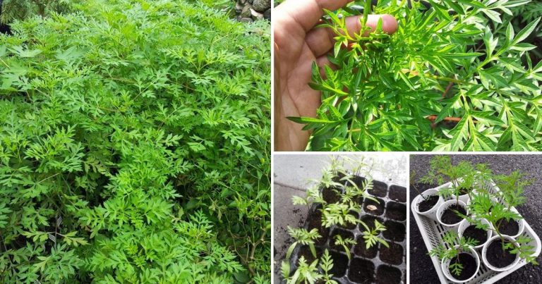 Tanam Sendiri Pokok Ulam Raja & Buat Tip Ini Supaya Daunnya Rimbun & Besar