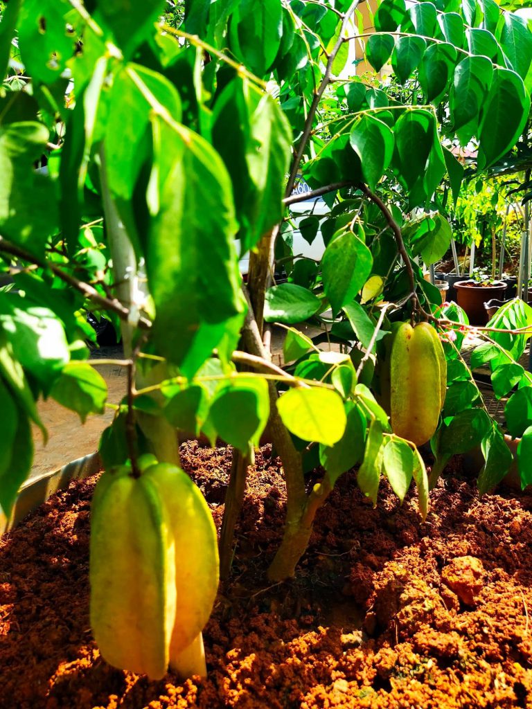 Daun Kuning & Gugur, Dahan Mati Tanda Pokok Kena Serangan Kulat. Begini ...