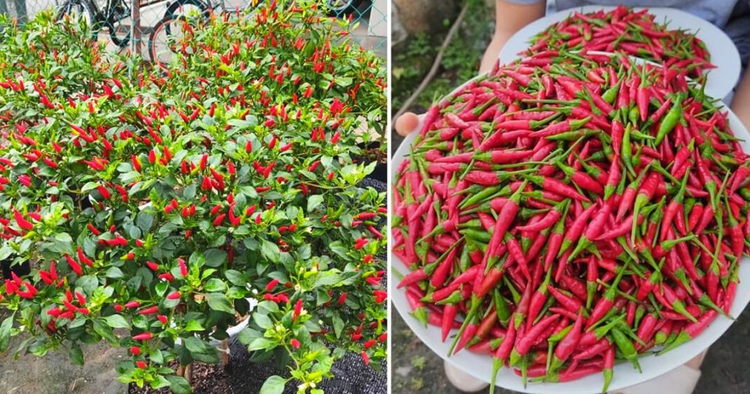 5 Tip Penjagaan Pokok Cili Yang Ditanam Di Rumah Supaya Berbuah Lebat ...