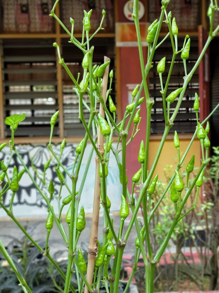 Tip Rawat Pokok Cili Yang Terlebih Baja Atau Air. Tandanya Daun ...