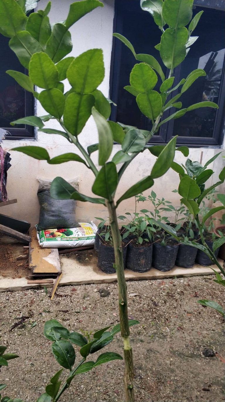 Tut Pokok Cara Paling Mudah Supaya Pokok Cepat Berbuah