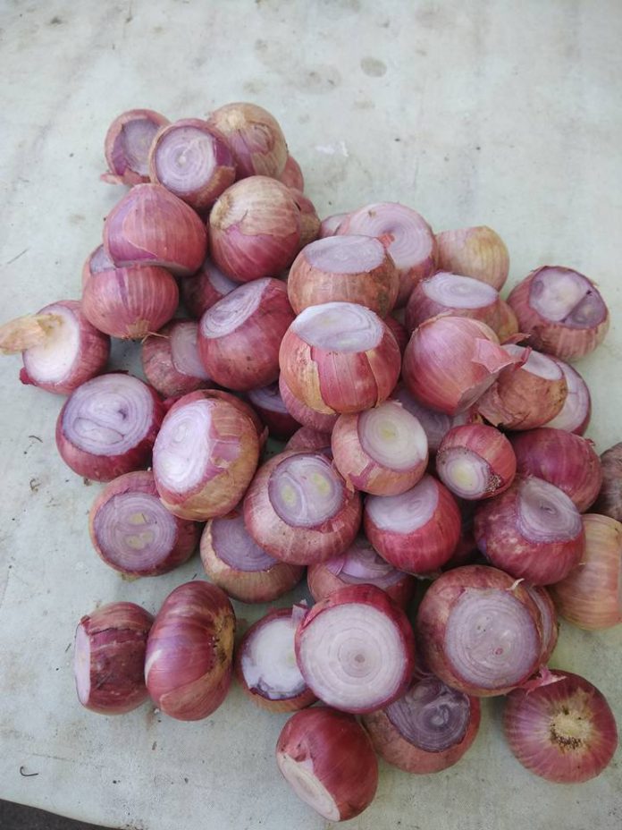 Kalau Nak Tanam Pegaga Pilih Daun Bentuk Ini, Lagi Berkhasiat Buat Ulam ...