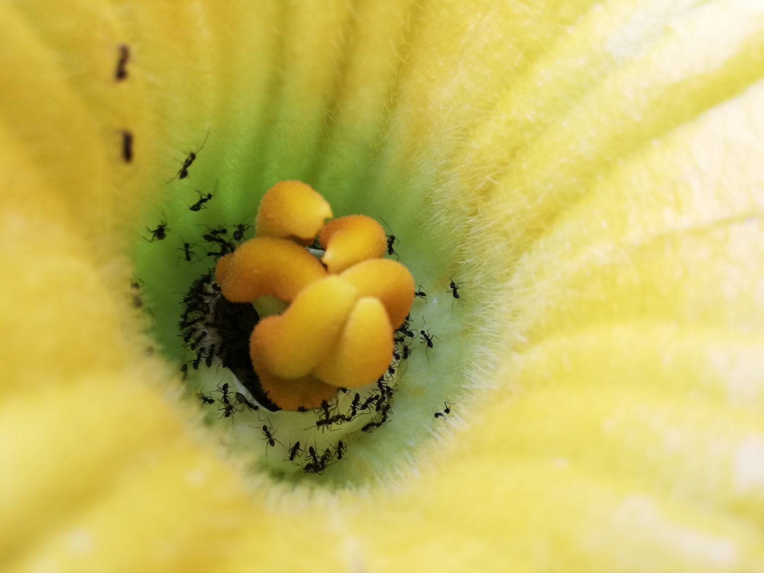 Buat sendiri Kuih Peneram, Kali Pertama Buat Pun Menjadi. Guna 3 Bahan ...