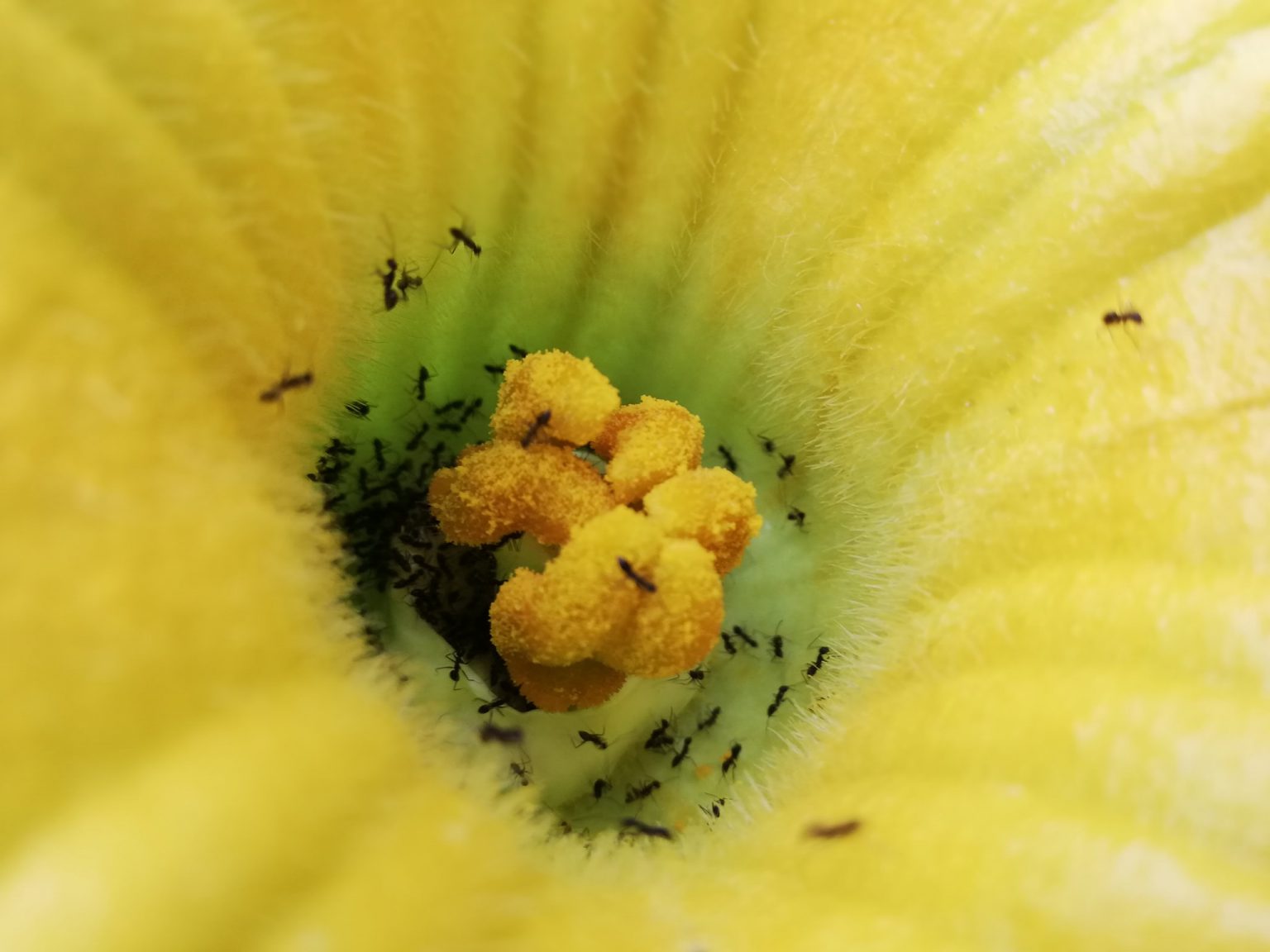 Buat sendiri Kuih Peneram, Kali Pertama Buat Pun Menjadi. Guna 3 Bahan ...