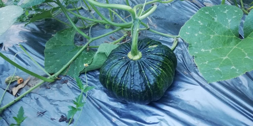 Kalau Tanam Pokok Labu, Bantu 'Kahwinkan' Bunga Labu Supaya Jadi Buah ...