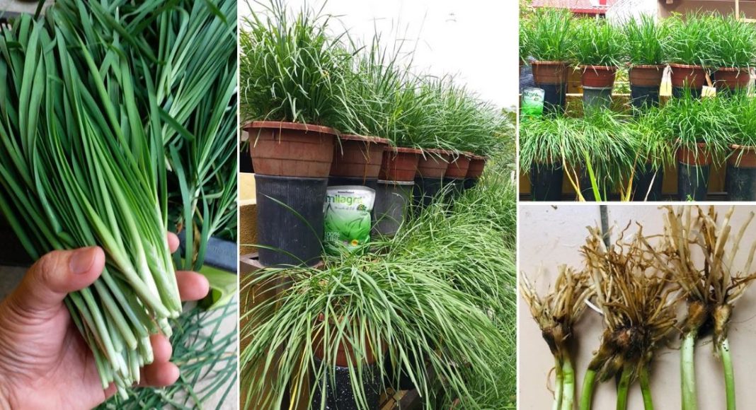 Tip Tanam Kucai Dari Sepokok Sampai Jadi Berpasu-pasu. Pastikan Tak ...