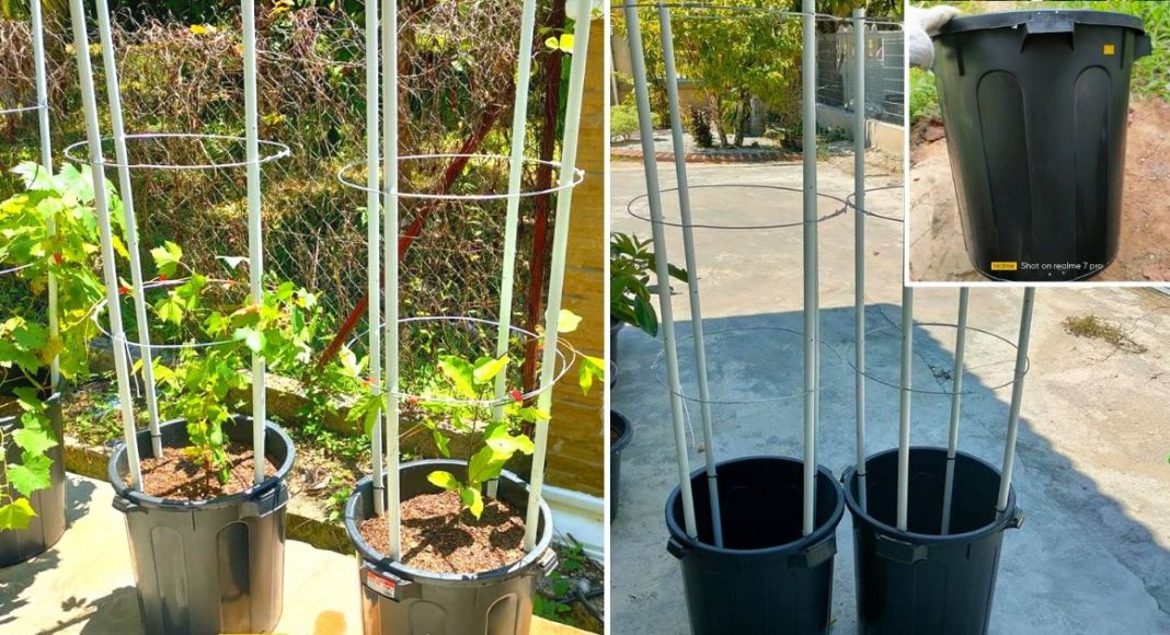 Tip Mudah Tanam Pokok Sayur Menjalar, Tanam Dalam Tong Ini Saja! Begini ...