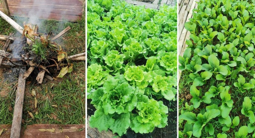 Sebelum Tanam Bakar Rumput Liar & Sisa Ikan, Tip Pokok Sayur Subur ...