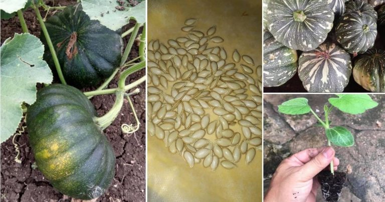 Cara Betul Tanam Pokok Labu Supaya Hasilkan Buah Yang Banyak & Saiznya ...