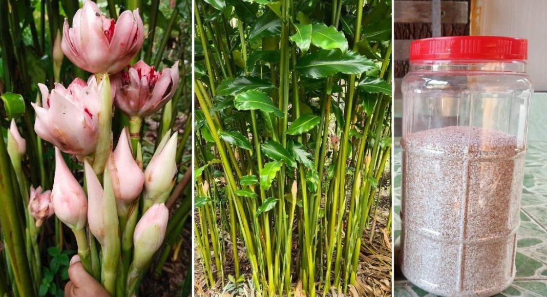 Tip Tanam Pokok Kantan Supaya Tak Putus Berbunga & Subur. Kena Selalu ...