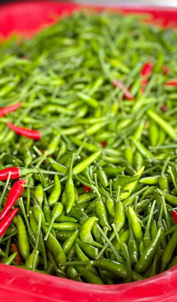 Tip Tanam Cili Di Rumah Dari Cara Semai Sampai Tuai Hasil