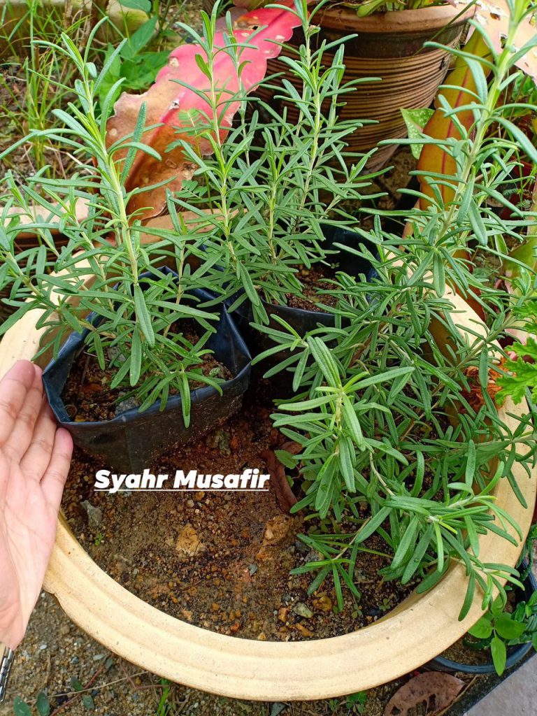 Tip Tanam Pokok Rosemary Supaya Mudah Membiak & Tumbuh Segar. Siram ...