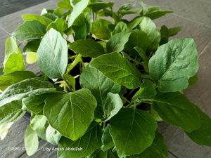 Panduan Sukatan Bancuh Simen Untuk Ikat Bata & Plaster Jika Nak Buat ...