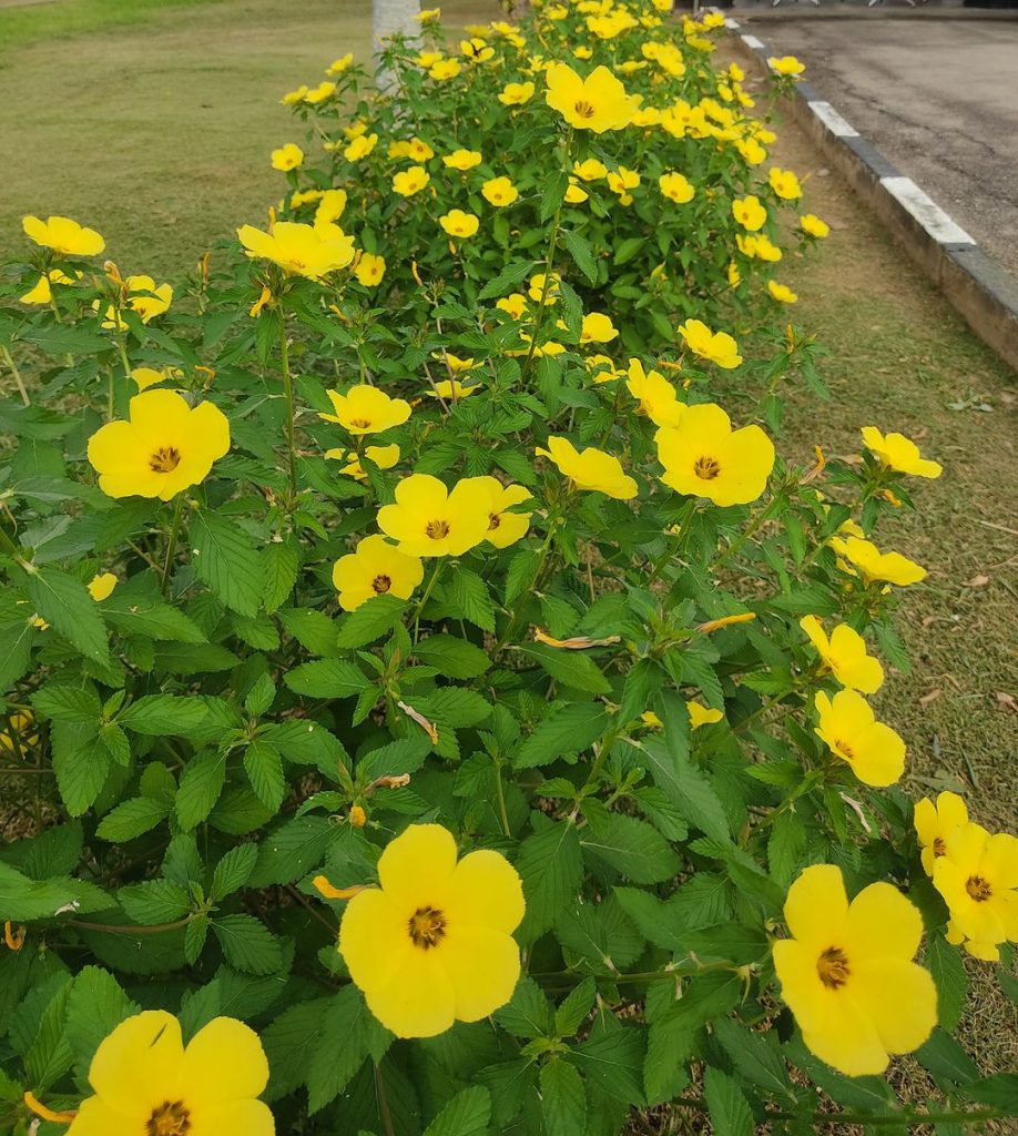 Tanam Pokok Bunga Turnera Keliling Kebun, Cara Elak Serangan Perosak ...