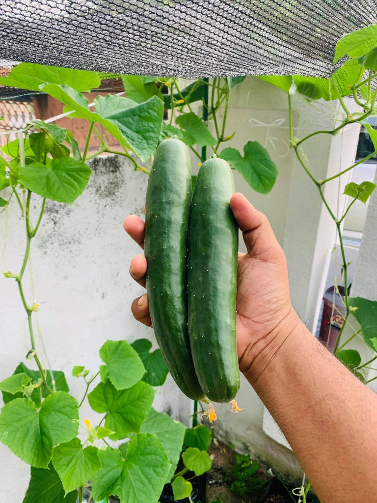 Tanam Timun Jepun Cara Mudah Di Halaman Rumah, 2 Bulan Dah Berbuah