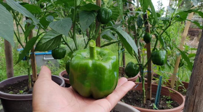 Beli Lada Benggala Di Pasar, Ambil Biji Benih Untuk Tanam Sendiri. Ini ...