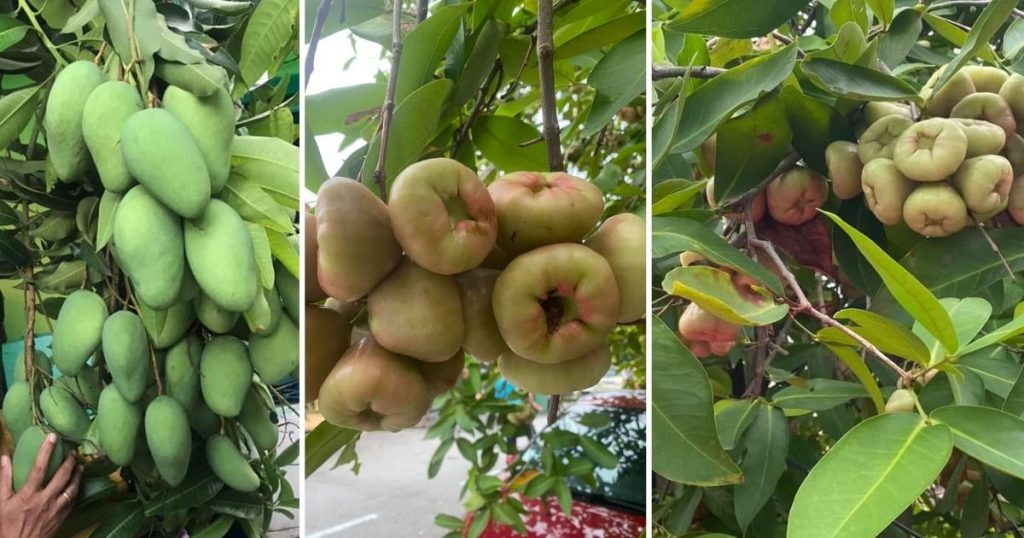 Tip Pokok Berbuah Lebat Sampai Merunduk Dahan, Guna Minyak Masak ...