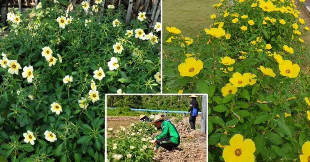 Tanam Pokok Bunga Turnera Keliling Kebun, Cara Elak Serangan Perosak ...