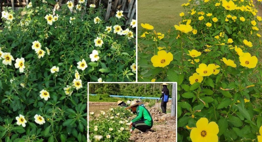 Tanam Pokok Bunga Turnera Keliling Kebun, Cara Elak Serangan Perosak ...