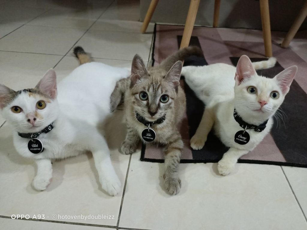 Panduan Tinggalkan Kucing Sendirian Di Rumah Lebih 5 Hari, Insya-Allah ...