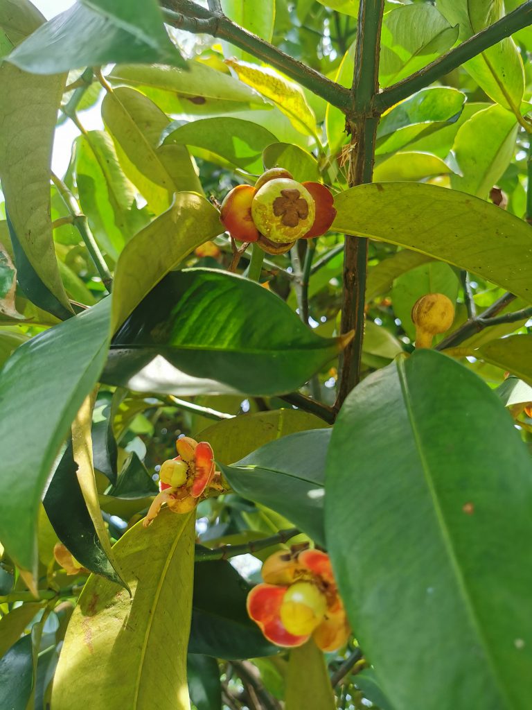 Pokok Buah Lebat Daun Tapi Tak Berbuah Kena Buat Teknik Pruning. Ini ...