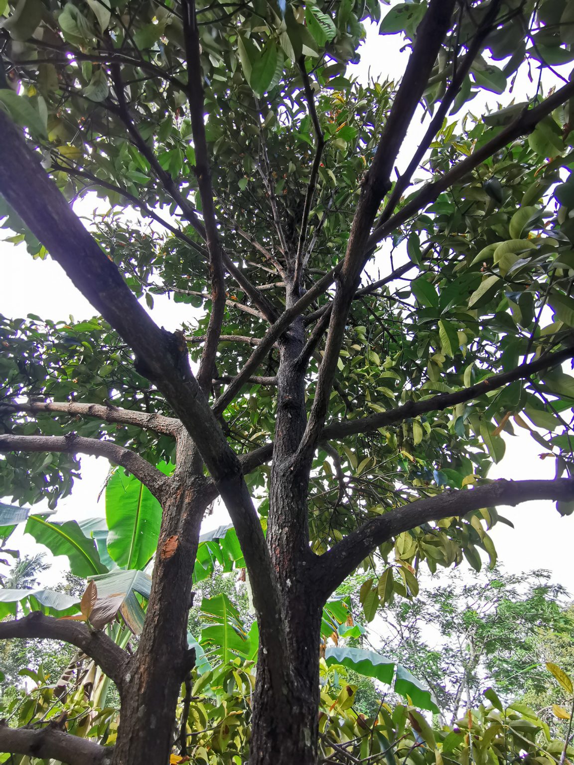Pokok Buah Lebat Daun Tapi Tak Berbuah Kena Buat Teknik Pruning. Ini ...