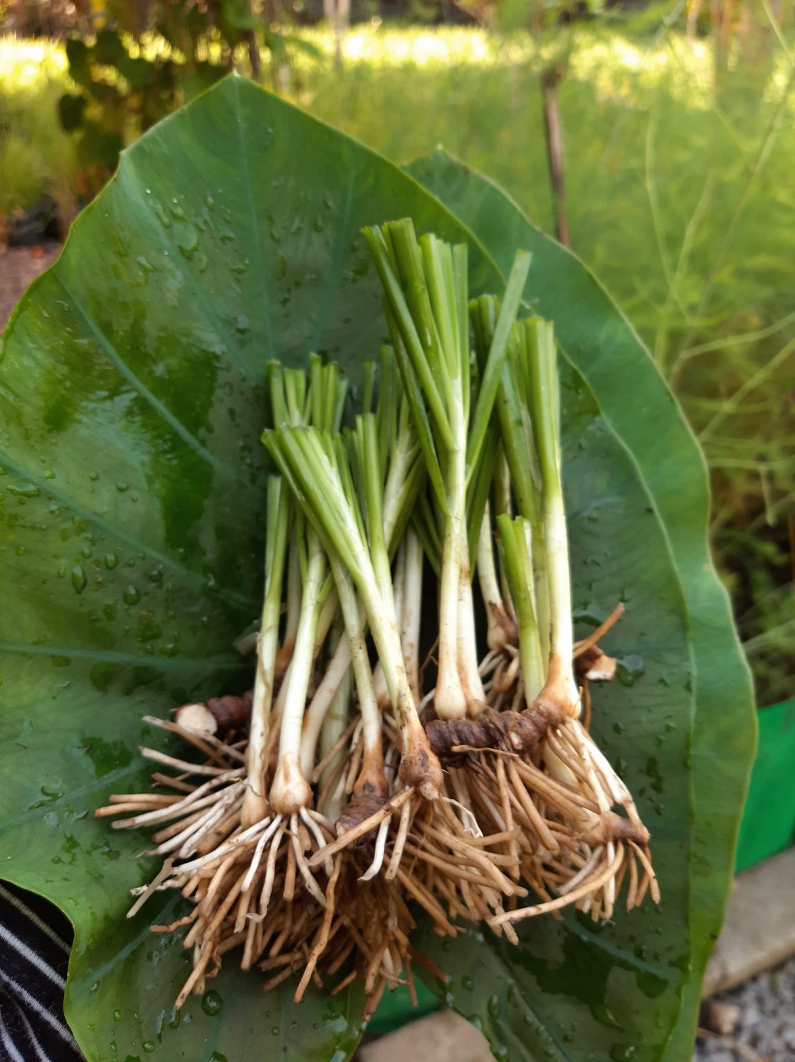 Tip Pokok Kucai Cepat Membiak. Asalnya Tanam Untuk Makan Sendiri ...