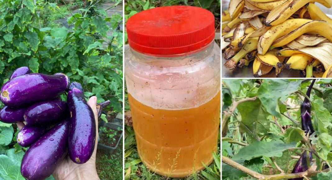 Pokok Sayur Dah Tua Tapi Buah Masih Banyak, Bersusun-Susun. Rahsianya ...