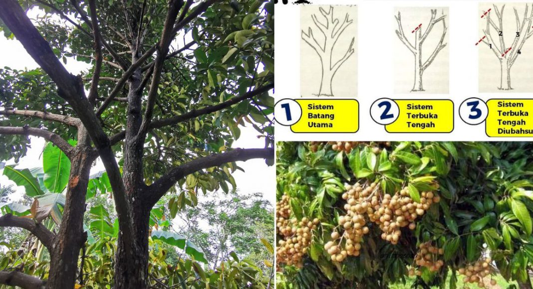 Kalau Ada Pokok Buah Yang Lebat Daun Saja Tapi Tak Berbuah Boleh Buat ...