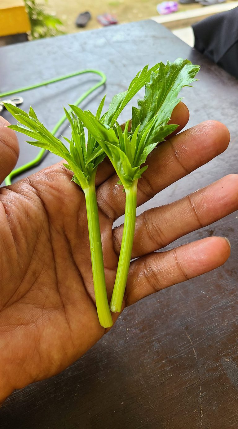 Tip Daun Pokok Ketumbar Jawa Lebat & Merimbun. Setiap Kali Berbunga ...