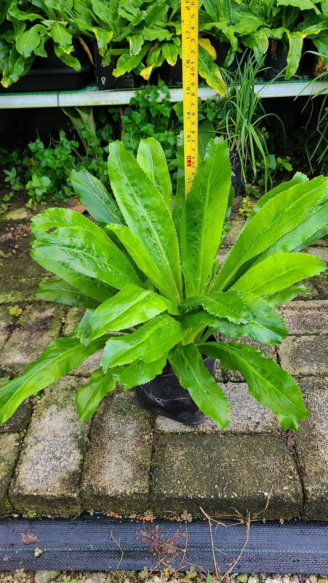 Tip Daun Pokok Ketumbar Jawa Lebat & Merimbun. Setiap Kali Berbunga ...