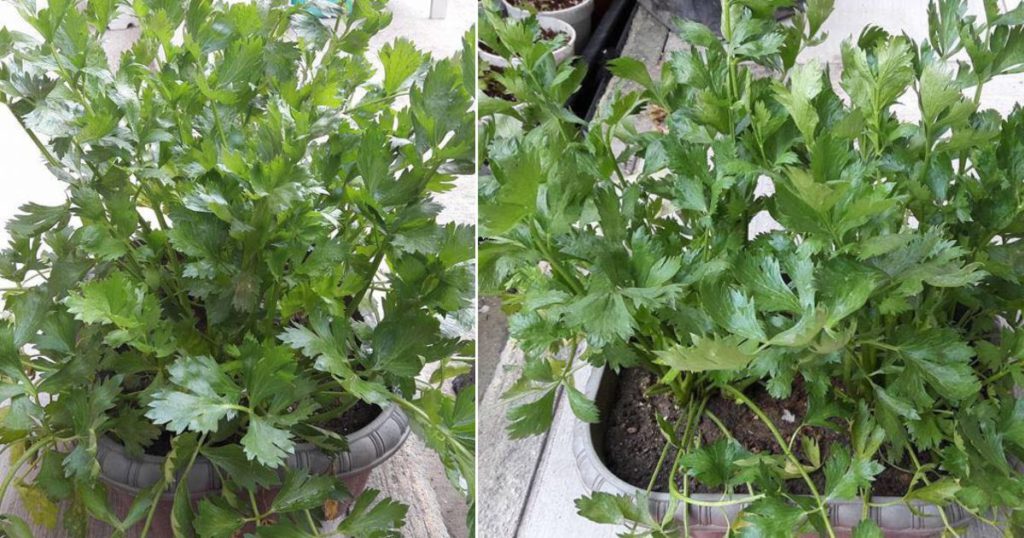 Tanamlah Sepasu Daun Sup Untuk Kegunaan Sendiri. Ini Cara Paling Mudah