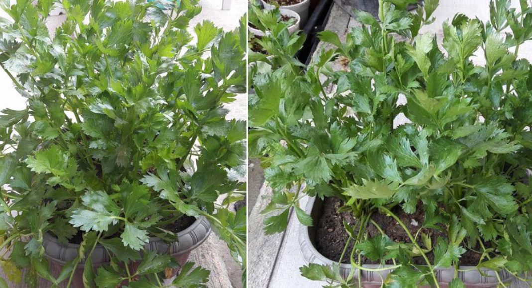 Tanamlah Sepasu Daun Sup Untuk Kegunaan Sendiri. Ini Cara Paling Mudah