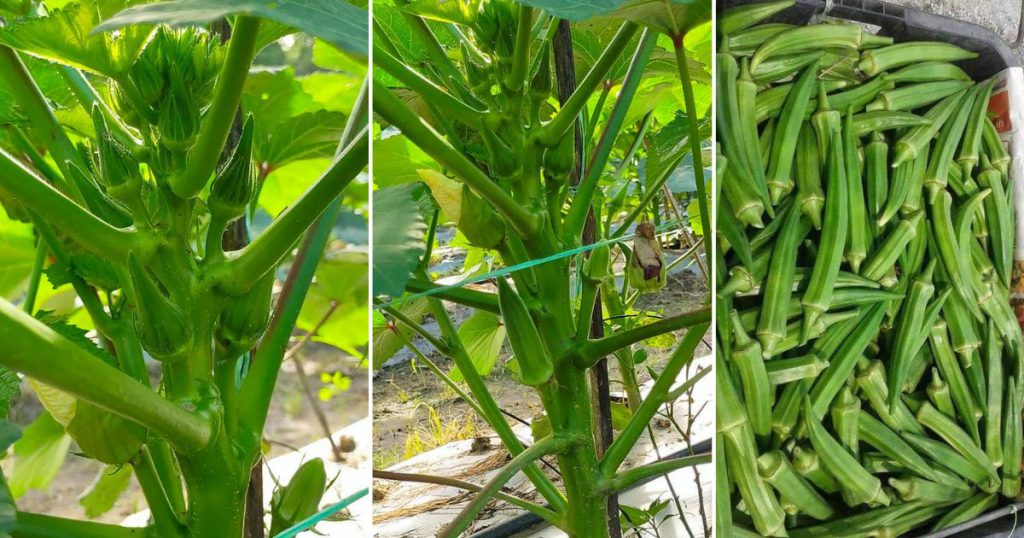 Kalau Tanam Pokok Bendi Kena Jarakkan Ikut Cara Ini Baru Pokok Subur ...