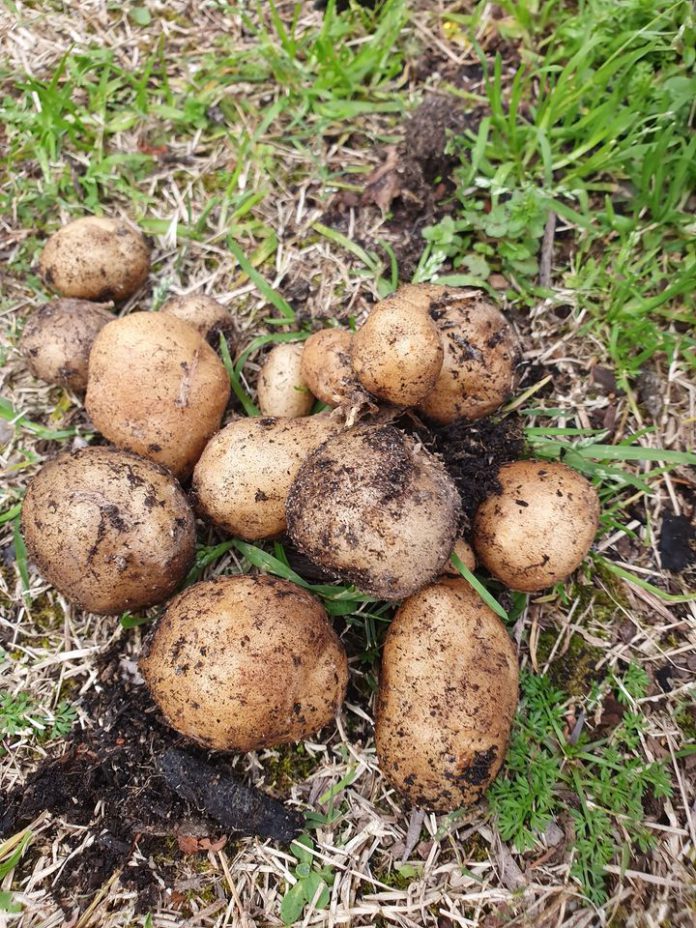 Cara Mudah Tanam Kentang, Dalam Polibeg Pun Menjadi. Tip Isi Banyak ...