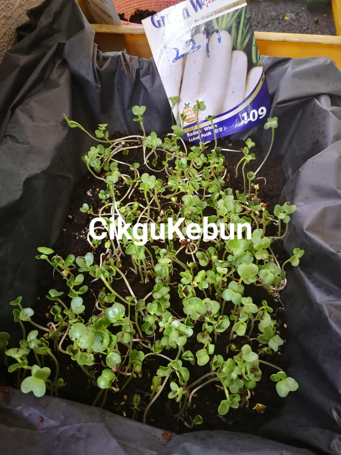 Tip Pilih Cili Kering Yang Pedas 'Giler', Kurang Pedas & Tak Pedas ...