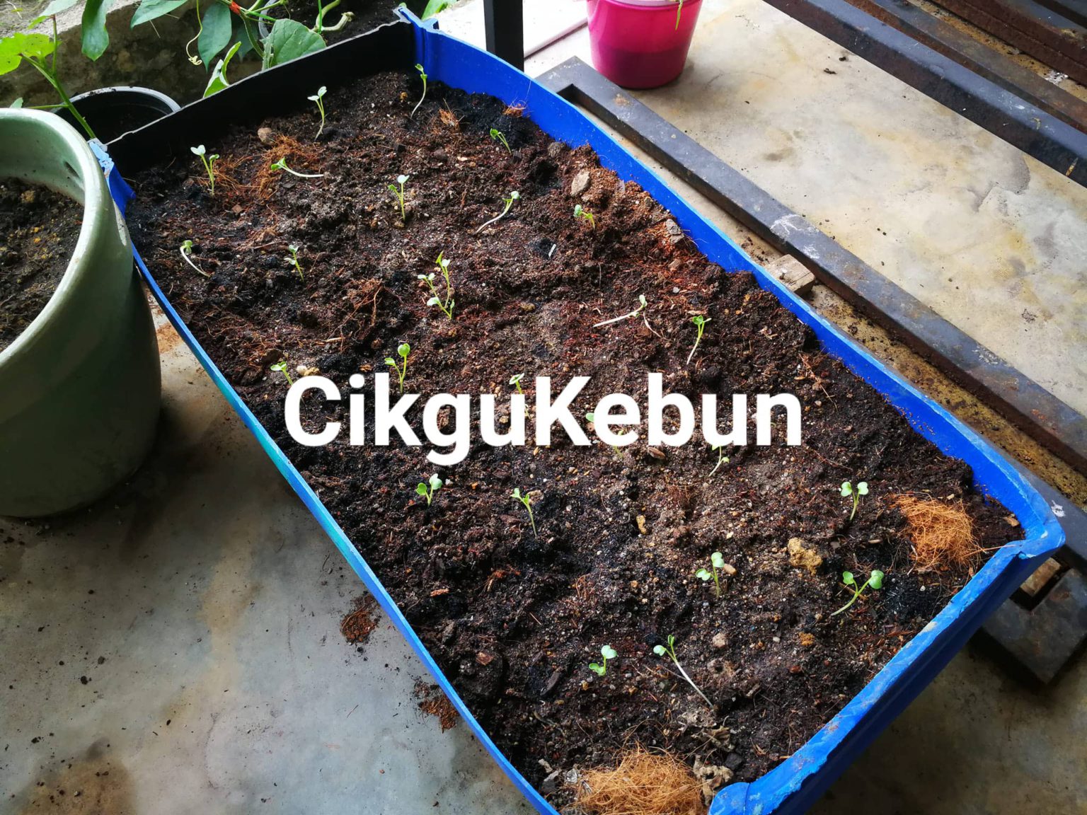 Tip Tanam Lobak Putih Supaya Cepat Tumbuh & Hasilkan Umbisi Yang Besar