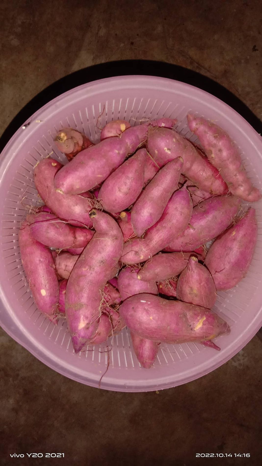 Cara Mudah Tanam Ubi Keledek Manis, Potong 3 Terus Tanam Tapi Jangan ...