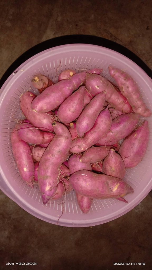 Cara Mudah Tanam Ubi Keledek Manis, Potong 3 Terus Tanam Tapi Jangan ...