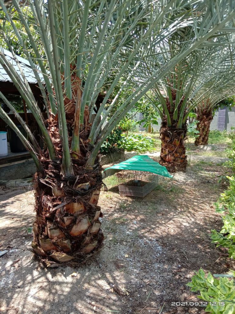 Kalau Tanam Pokok Kurma Kena Tanam 2 Pokok Sekali, Barulah Berbuah