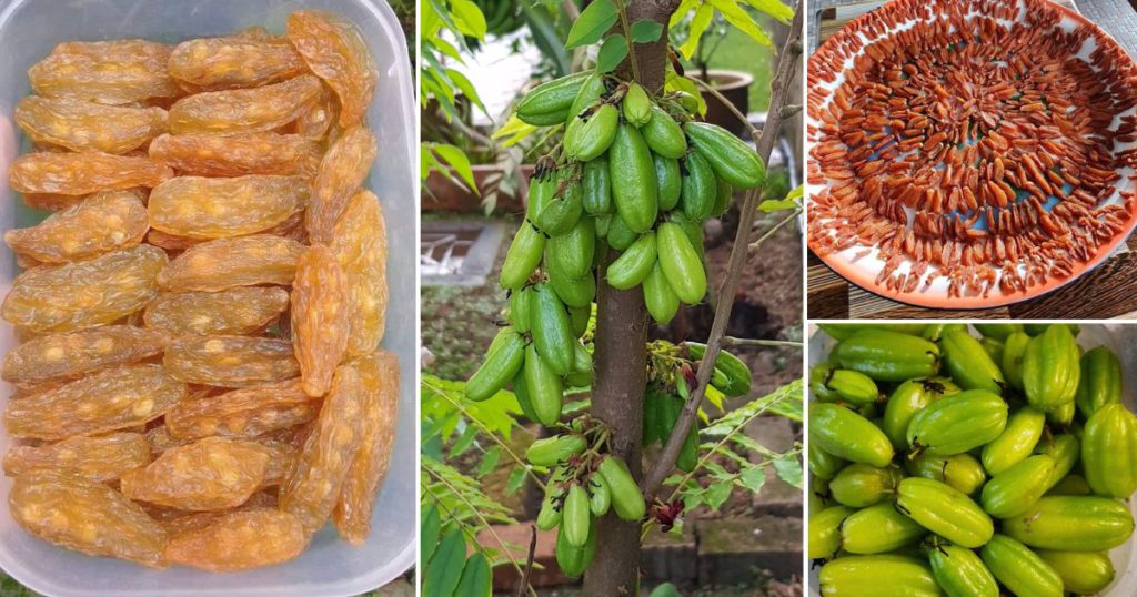 Belimbing Buluh Banyak Lebih, Jangan Biar Busuk. Buat Manisan, Rasa ...